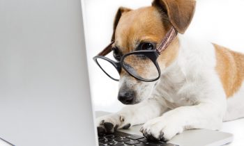 Difference between ESA and PSA - Emotional Support Animals of Texas