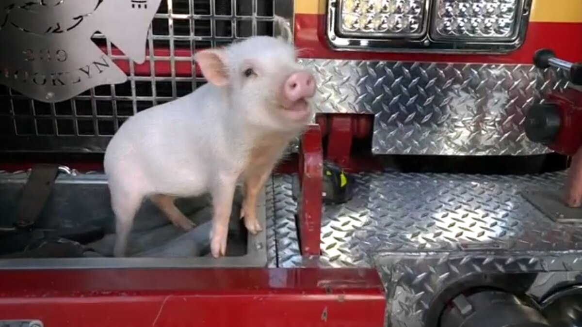 What I charge - Emotional Support Animals of Texas